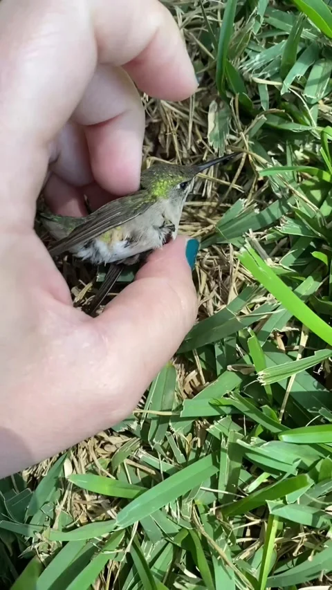 Dazed Stock Footage ~ Royalty Free Stock Videos | Pond5