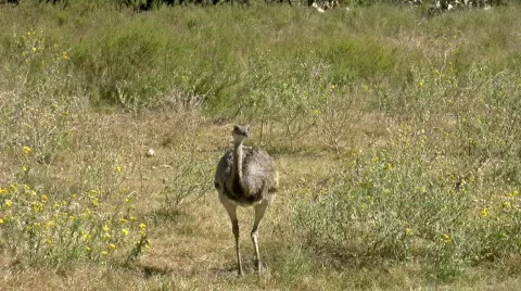 Rhea bird walking tracking HD | Stock Video | Pond5