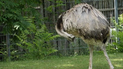 Rhea Stock Footage ~ Royalty Free Stock Videos | Pond5