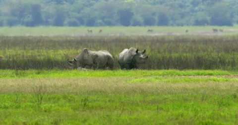 Rhino animals stand in a grassland in Ng... | Stock Video | Pond5