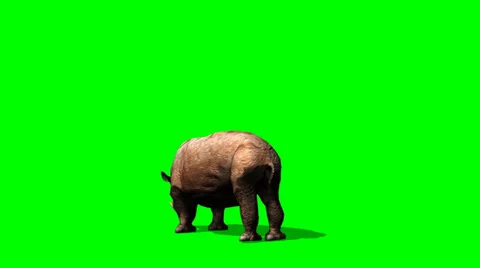 Rhino grazes - green screen | Stock Video | Pond5