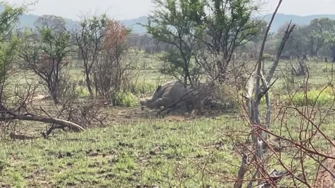 Rhino- sitting in the shade under a tree... | Stock Video | Pond5