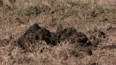 Rhino Pooping Stock Footage ~ Royalty Free Stock Videos | Pond5