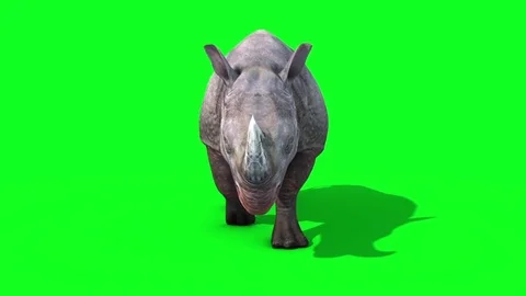 Wild Animals Green Screen Stock Footage ~ Royalty Free Stock Videos | Pond5