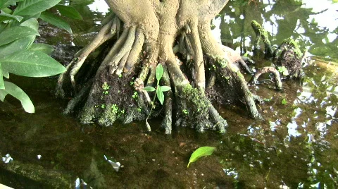 Rhizophora, Racemosa, Mangrove, | Stock Video | Pond5