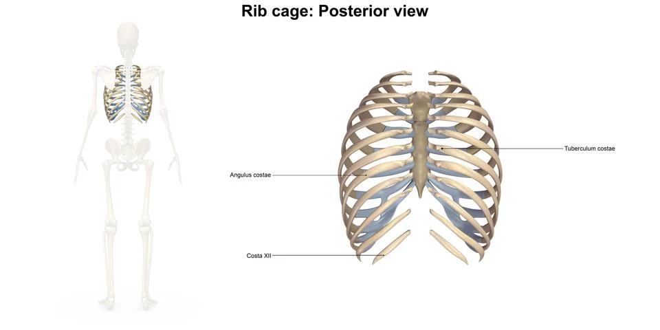 Rib Cage Illustrations ~ Stock Rib Cage Vectors | Page 9