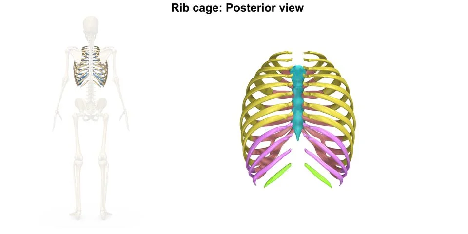 Rib Cage Illustrations ~ Stock Rib Cage Vectors | Page 9