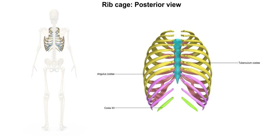 Rib Cage Illustrations ~ Stock Rib Cage Vectors | Page 9