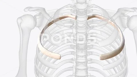 Ribs three and four are located under the medial end of the spine of ...
