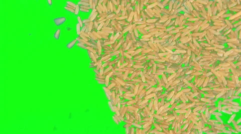 Rice blown Green Screen wind transition | Stock Video | Pond5