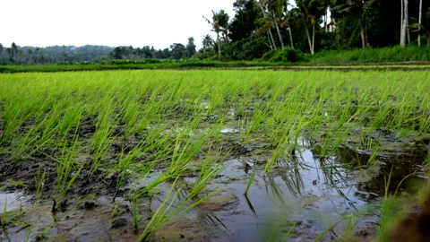 rice cultivation in kerala paddy field i... | Stock Video | Pond5