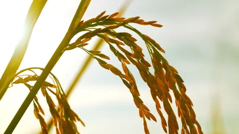 Rice ear in rice field plant on plantati... | Stock Video | Pond5