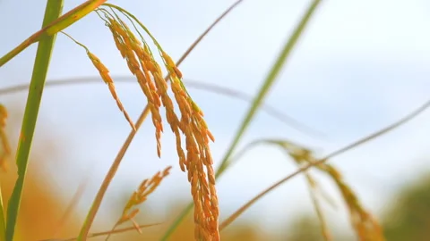 Rice ear in rice field plant on plantati... | Stock Video | Pond5