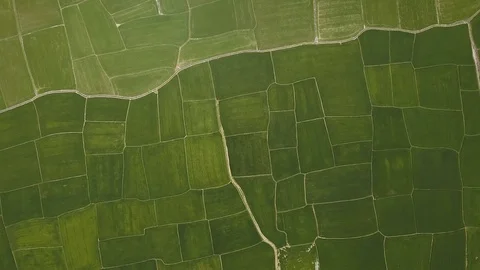Rice field in Asia top view. Rice planta... | Stock Video | Pond5
