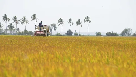 Rice field harvesting. Farmer on a harve... | Stock Video | Pond5