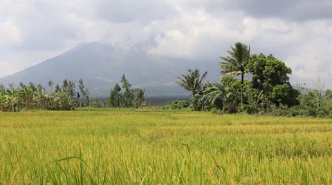 Rice field before Mayon Volcano in Legaz... | Stock Video | Pond5