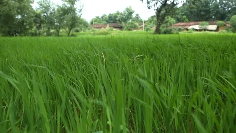 Bihar Stock Video Footage | Royalty Free Bihar Videos | Page 8