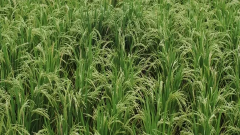 rice field static close-up in bali | Stock Video | Pond5