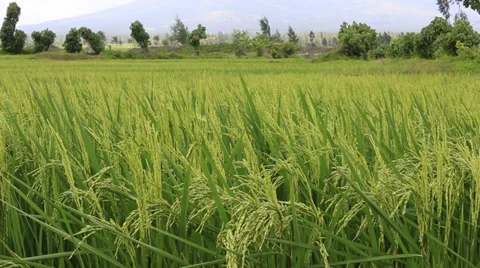 Rice field on a sunny day in the Philipp... | Stock Video | Pond5