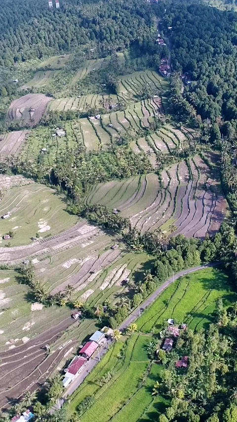 Rice field terraces at various stage in ... | Stock Video | Pond5