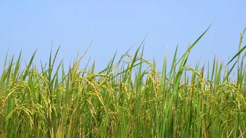 Rice field on windy on blue sky backgrou... | Stock Video | Pond5
