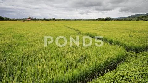 Rice fields along Negros S.road in barangay Pagatban. Bayawan-Negros ...