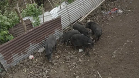 Rice fields, farms, poultry and piggery ... | Stock Video | Pond5