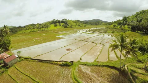 Rice fields of the Philippines. The isla... | Stock Video | Pond5