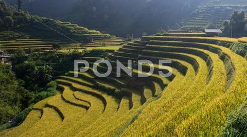 Rice fields on terrace in rainy season at Mu Cang Chai, Yen Bai ...