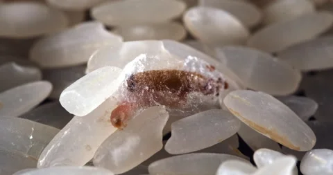 Rice Flour Worm Entering Cocoon | Stock Video | Pond5