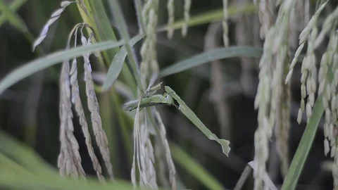 Rice Grasshopper pest eating rice leaf i... | Stock Video | Pond5