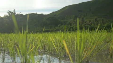 Rice grows in the field flooded with wat... | Stock Video | Pond5