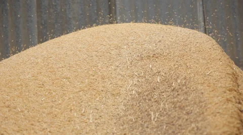 Rice Husk from milling machine | Stock Video | Pond5