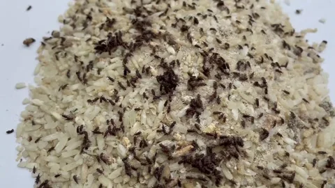 Rice lice walking on piles of rice | Stock Video | Pond5