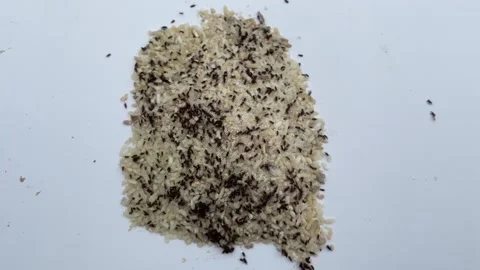 Rice lice walking on piles of rice | Stock Video | Pond5