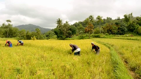 Filipino Workers Morning Stock Footage ~ Royalty Free Stock Videos | Pond5