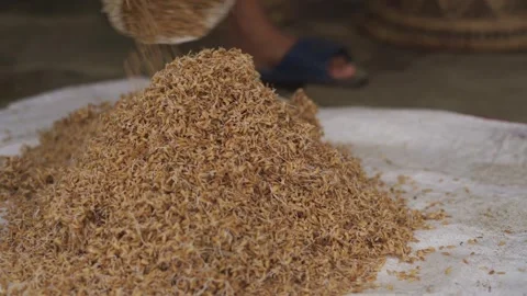 rice plantation in ricefield process wit... | Stock Video | Pond5