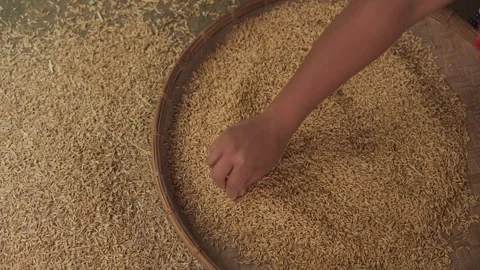 Rice seeds grain with embryo ready for p... | Stock Video | Pond5
