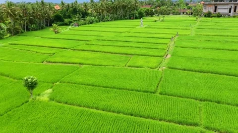 Rice terraces from drone camera. Rice fi... | Stock Video | Pond5