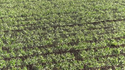 Rich fertile farmland with crops growing... | Stock Video | Pond5