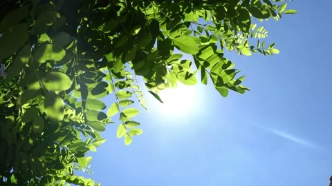 Rich green leaves of a tree waving in wi... | Stock Video | Pond5