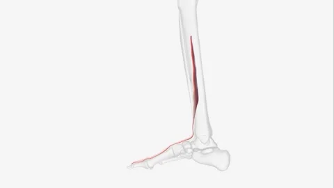 Right extensor digitorum longus 3d medic... | Stock Video | Pond5