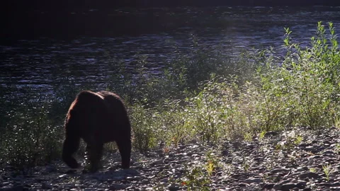 Rim lighting Grizzly bear silhouette wal... | Stock Video | Pond5