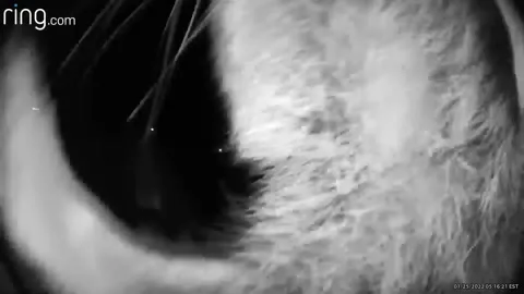 Ring Camera Door Stock Videos – Royalty-Free HD & 4K Videos