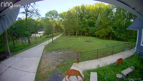 Ring Camera Saved Stock Videos – Royalty-Free HD & 4K Videos | Pond5