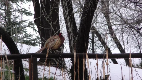 Rail and Snow Stock Videos – Royalty-Free HD & 4K Videos