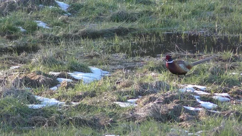 Rooster Stock Videos – Royalty-Free HD & 4K Videos