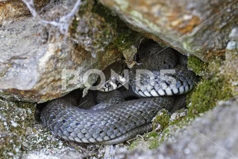 Photograph: Ringelnatter, Natrix natrix, grass snake Ringelnatter ...