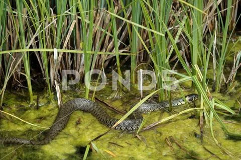 Ringelnatter Natrix natrix Ringelnatter Natrix natrix Copyright ...