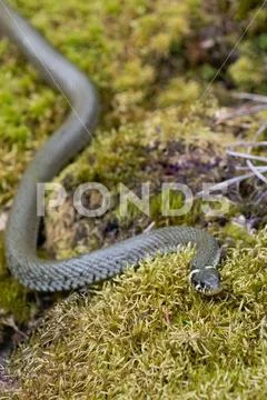 Ringelnatter, Natrix natrix,Grass Snake Ringelnatter, Natrix natrix ...